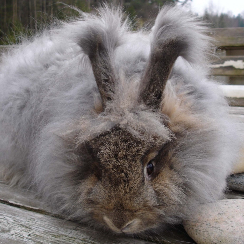 Kaninhållning AngoraGarnet