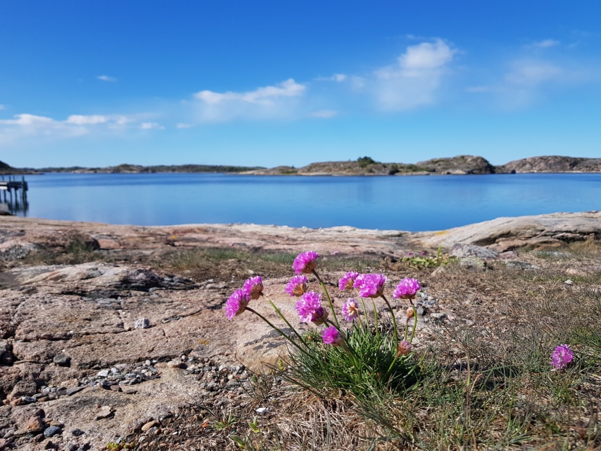 Startsida | dest. Grebbestad