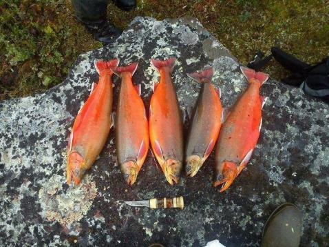 fiske röding | Norrland Magic