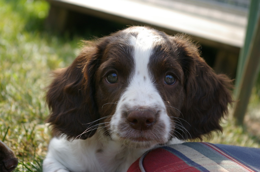 Valpar | Jägarfamiljens Kennel - jaktspringerspaniel