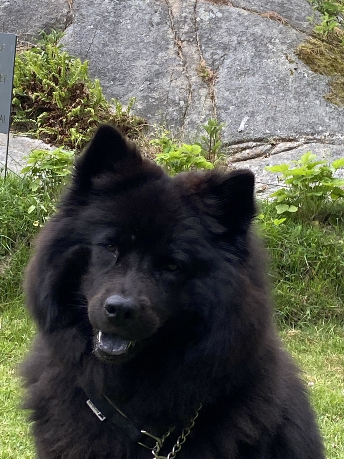 Tjockis | Essmanias Eurasier