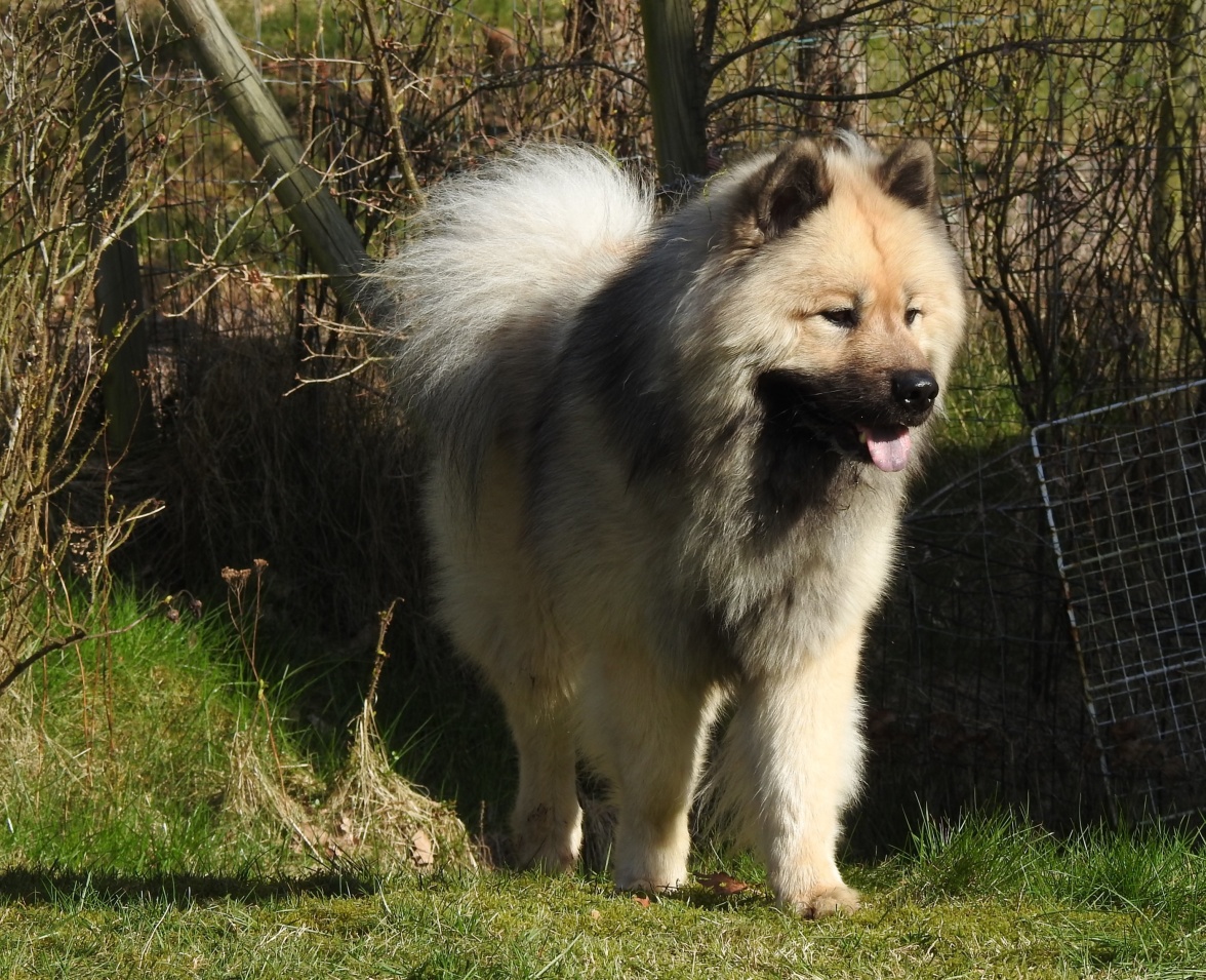 Tjockis | Essmanias Eurasier