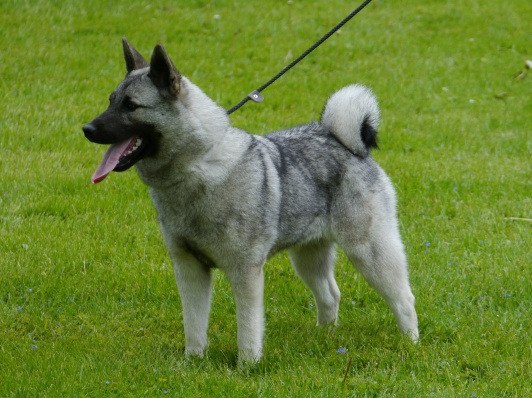 Gråhund | Klocksberg's Kennel