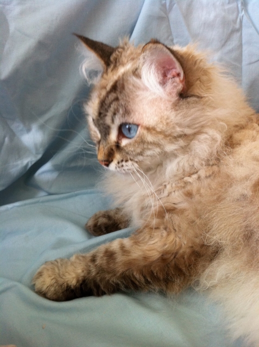 Galleri B-kullen | SE' Iceblue's La Perm Cats