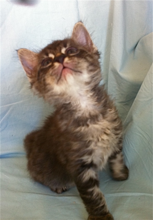 Galleri B-kullen | SE' Iceblue's La Perm Cats