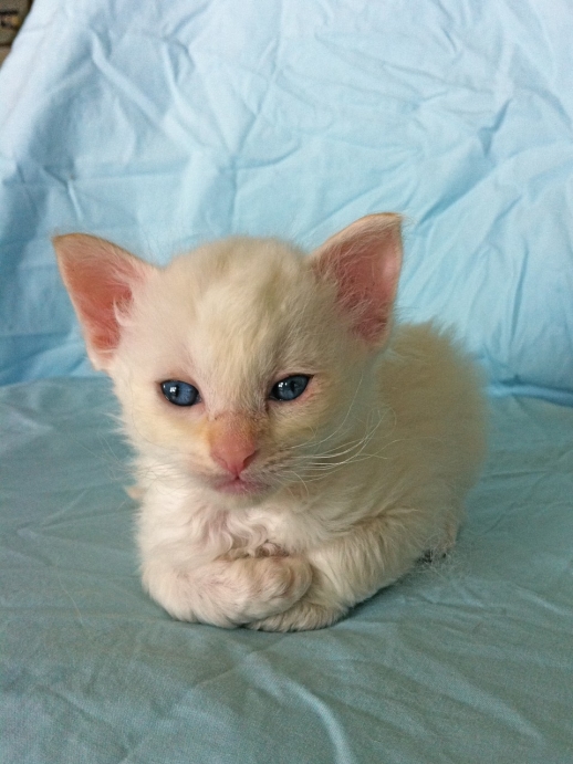 Galleri B-kullen | SE' Iceblue's La Perm Cats