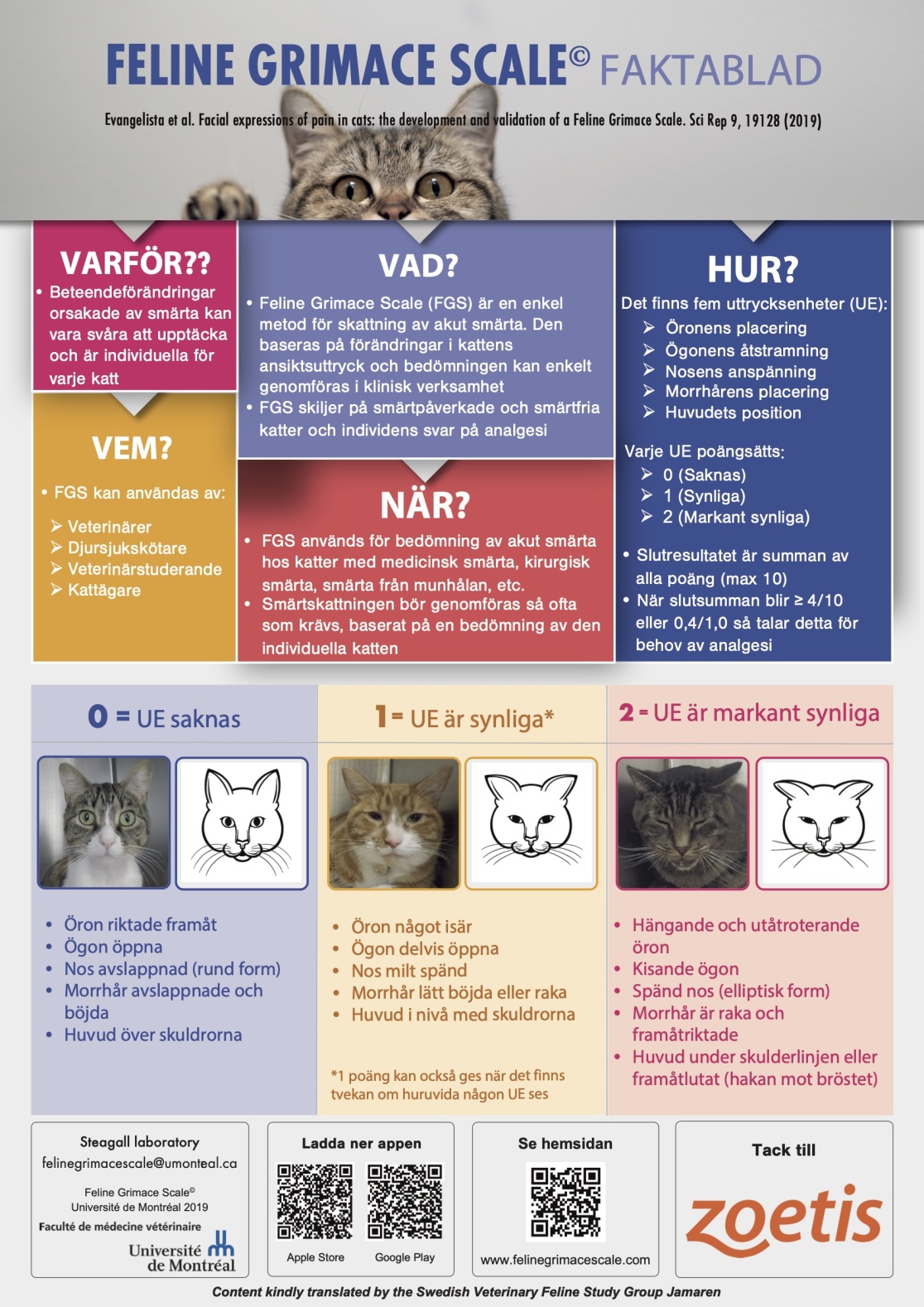 Feline Grimace Scale | Jamaren