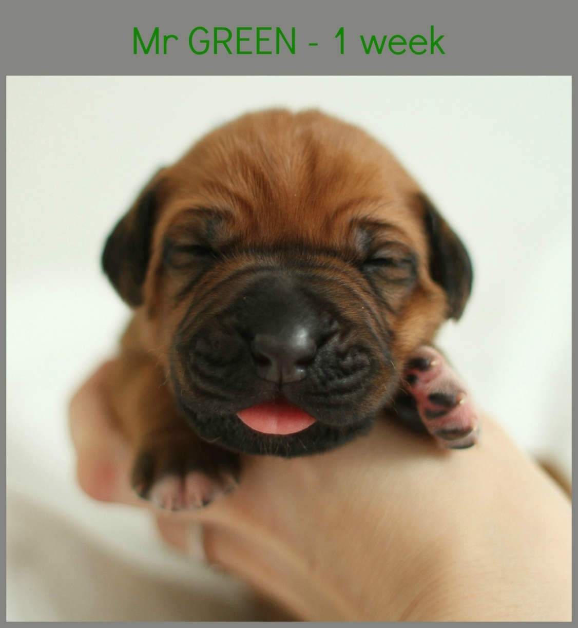 Individual photos of the puppies 1 week old! | Kennel Kadamo
