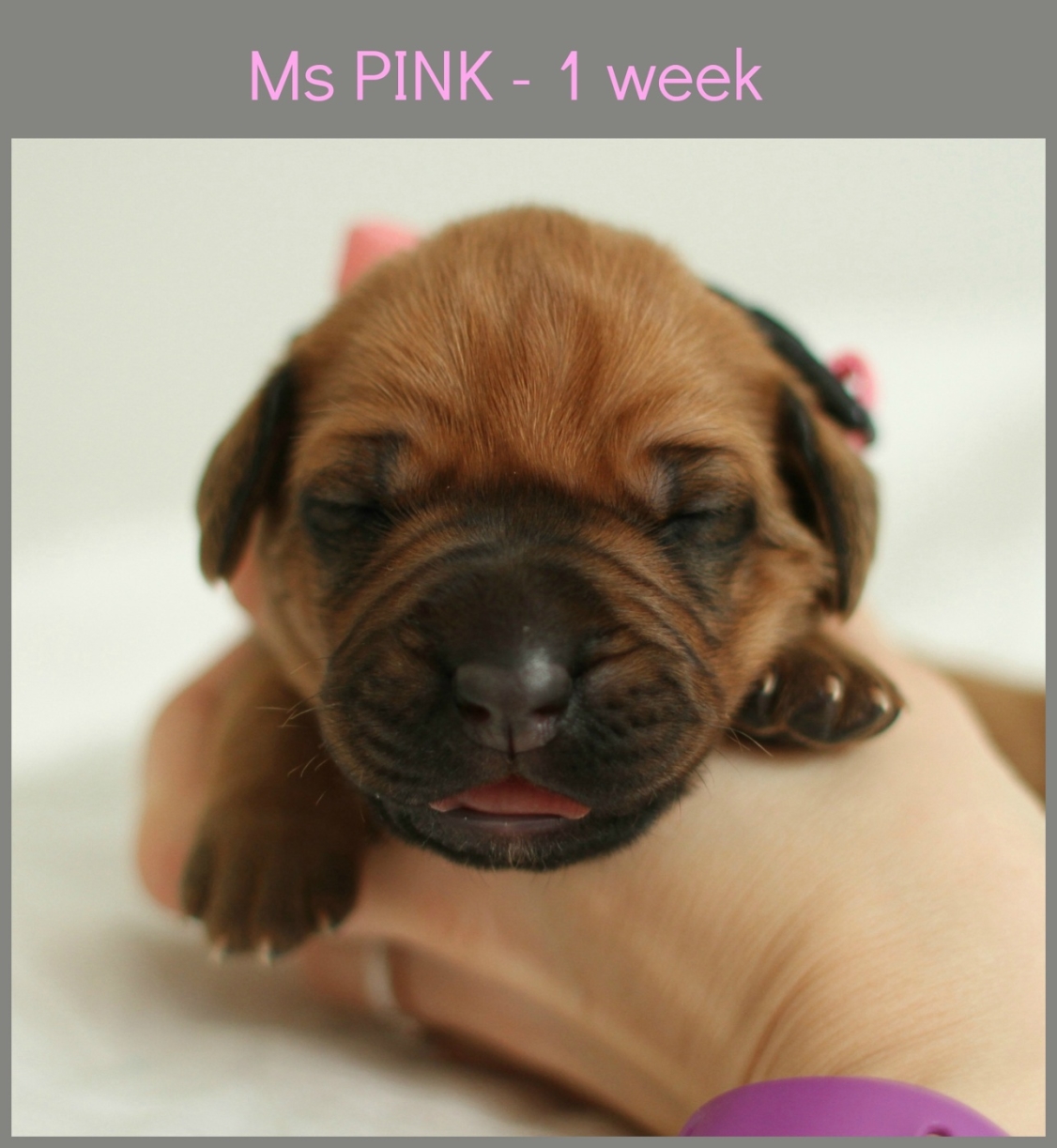 Individual photos of the puppies 1 week old! | Kennel Kadamo