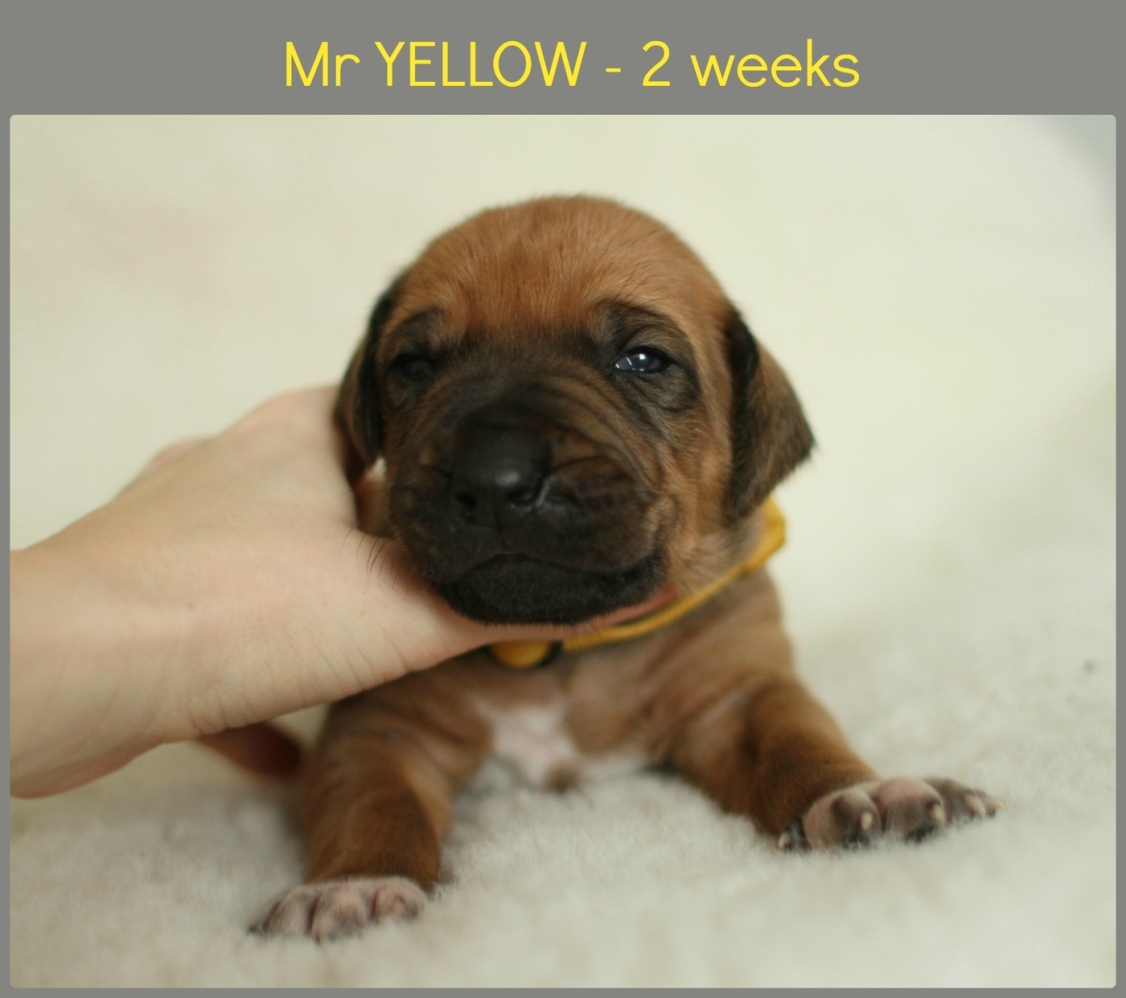Individual photos of the puppies 2 weeks old! | Kennel Kadamo